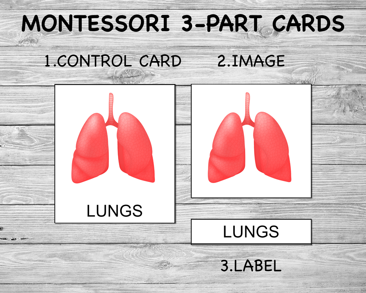 Human Organs 3-Part Montessori Cards Printable | Mombrite