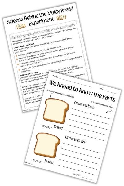 Moldy Bread Experiment Worksheets – Mombrite