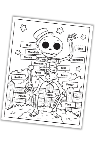 skeleton colouring sheet