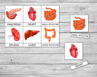 Human Organs 3-Part Montessori Cards Printable | Mombrite
